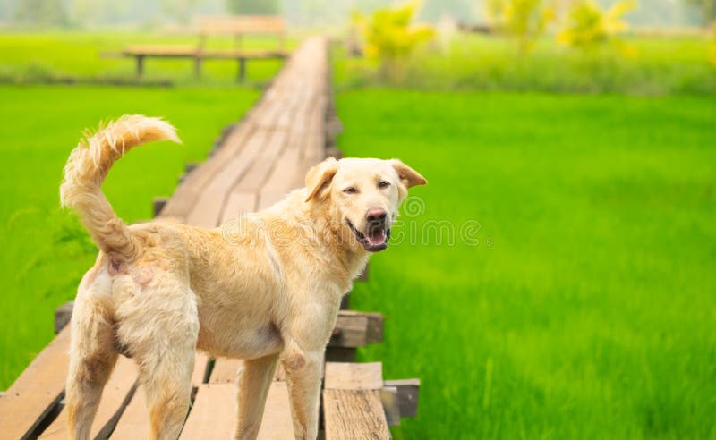 Dog Looking Back and Smile Face on the Wooden Bridge Stock Image ...