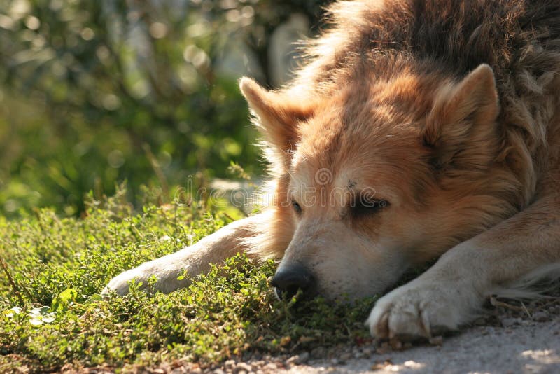 Dog looking bored... stock image. Image of cute, garden - 3424613