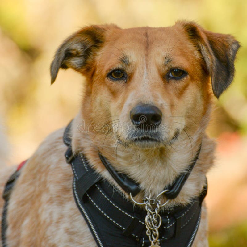 Dog looking at camera stock image. Image of animal, friend - 261890727