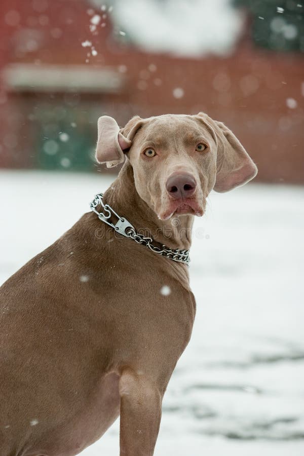 Dog Looking at Camera stock image. Image of cold, stay - 7495525