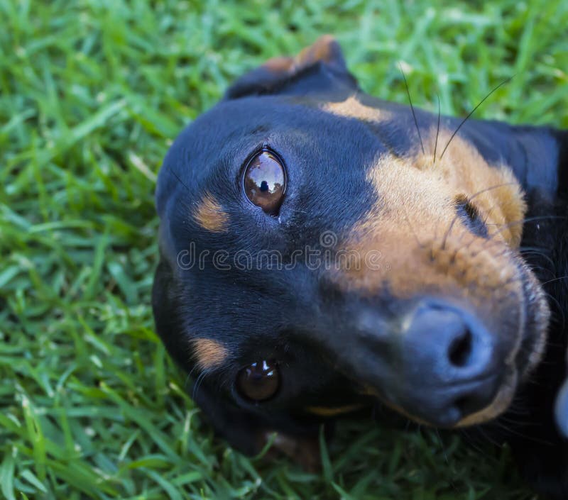 Dog Looking at Camera stock image. Image of starring - 61025033