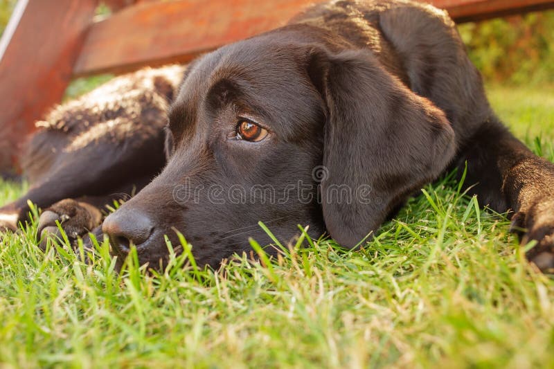 Labrador Junior Lies on Green Grass. the Dog is Looking at the Camera ...