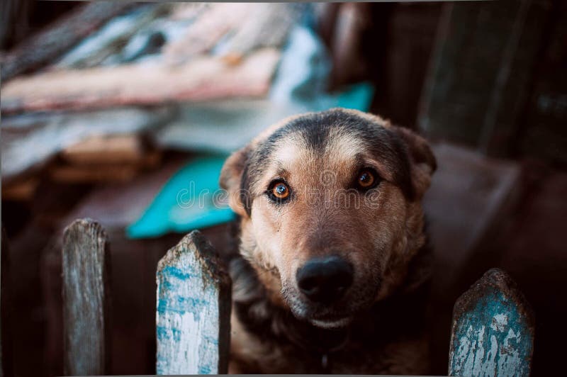 Dog Looking in Camera Near the Fence. Stock Photo - Image of beautiful ...