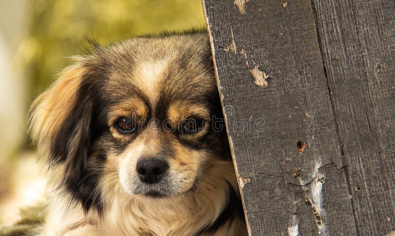 Dog is Looking at the Camera Stock Photo - Image of looking, beautiful ...