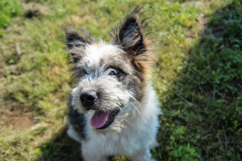 Dog Looking at the Camera - Dog Smiling at Camera - Happy Dog Outside ...