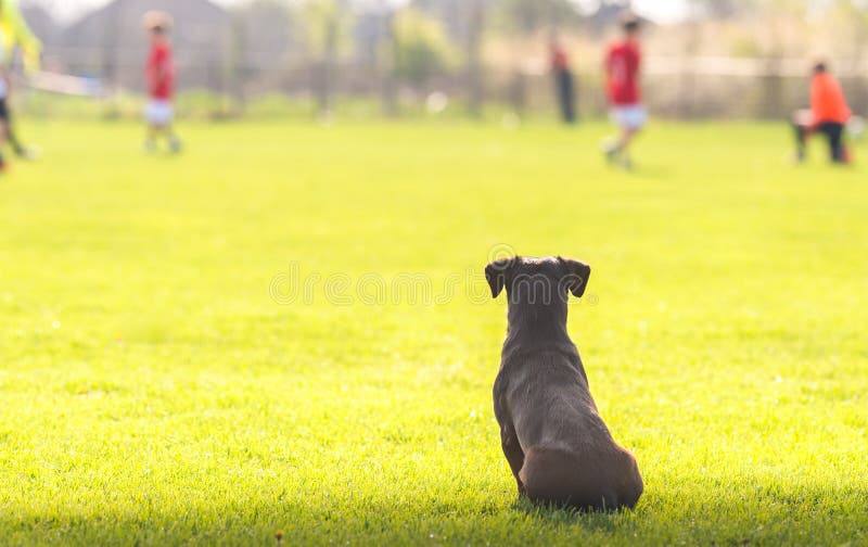 Dog looking at children stock photo. Image of lawn, attentive - 69560992