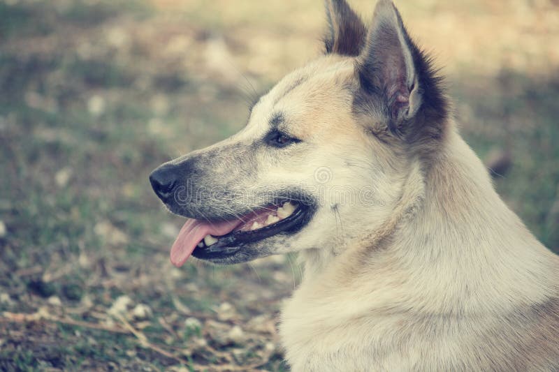 Dog looking stock photo. Image of hound, canine, hunting - 41081320