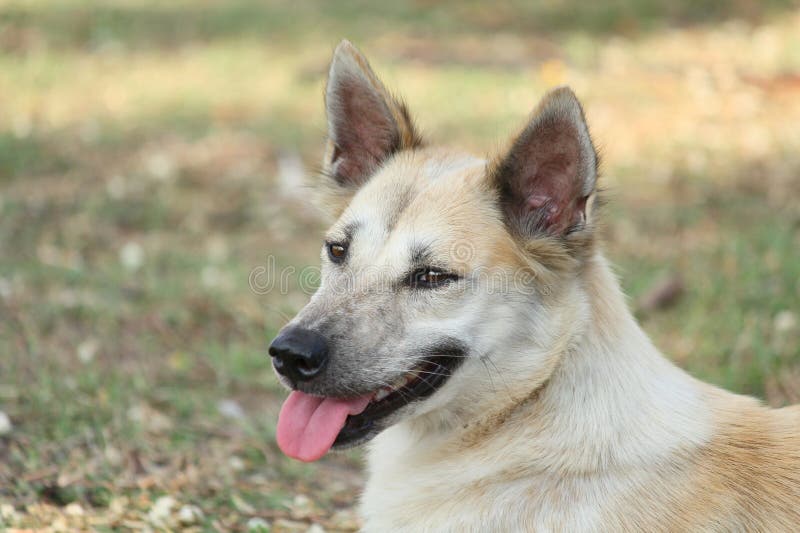 Dog looking stock photo. Image of pedigreed, attentive - 41081348