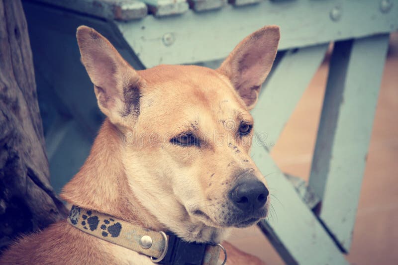 Dog looking stock image. Image of cute, canine, purebred - 47645947