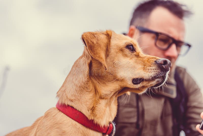 Dog looking at distance stock image. Image of caucasian - 86031277
