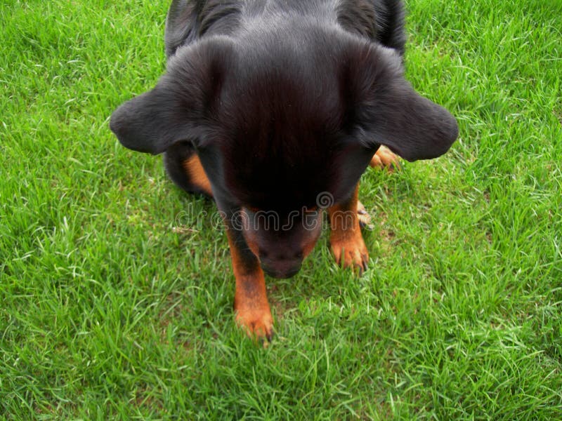 Dog Looking Down Picture. Image: 9217748