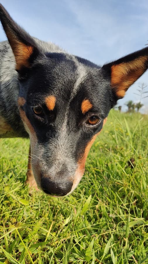 Dog looking with ears up. stock image. Image of carnivore - 261225919