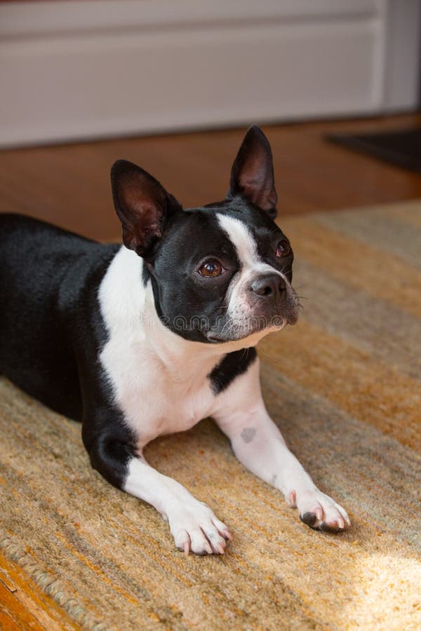 Dog looking forward stock image. Image of alaskan, sitting - 38787617