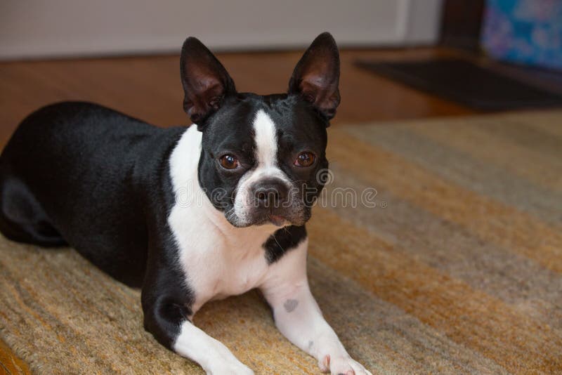 Dog looking forward stock photo. Image of canine, cute - 39109518