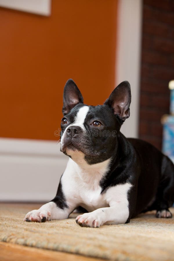 Dog looking forward stock photo. Image of companion, cute - 39109530