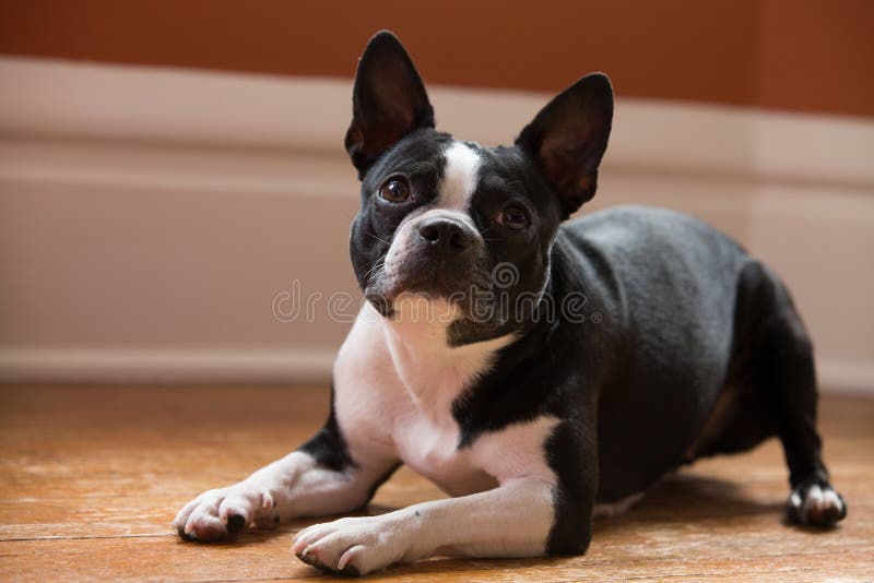 Dog looking forward stock photo. Image of canine, cute - 39109518
