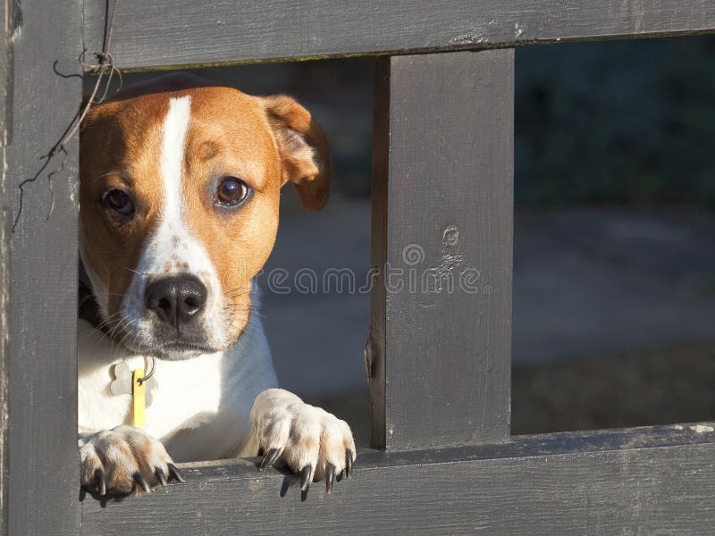 Dog looking through gate stock photo. Image of crossbreed - 18709628