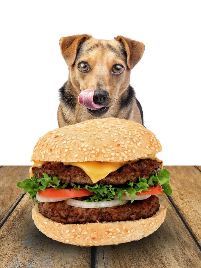 Dog Looking Hamburger Licking Chops Stock Image - Image of cozy, cheese ...