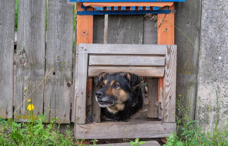 Dog Looking through a Hole . Stock Image - Image of domestic, curious ...