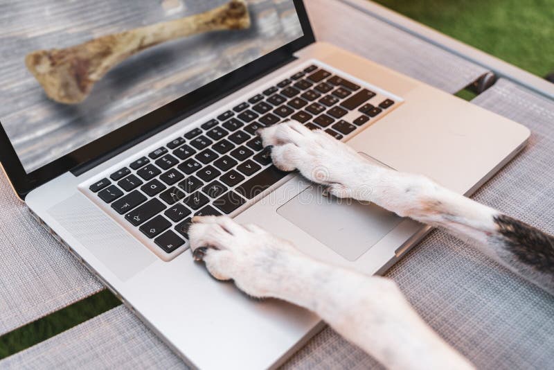 A Dog Looking at an Image of a Bone on a Computer Monitor Stock Photo ...