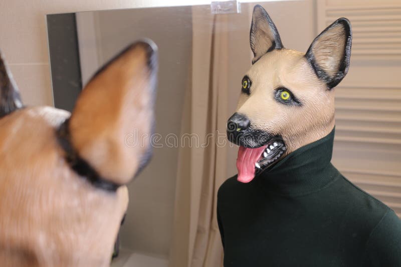 Dog Looking Its Mirror Reflection Stock Photo - Image of look, good ...