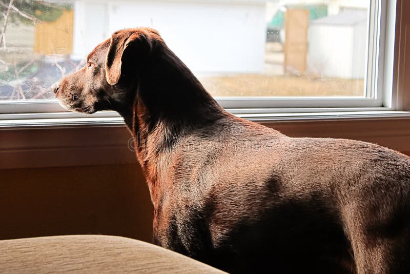 A Dog Looking Longingly Out a Large Window Stock Image - Image of ...