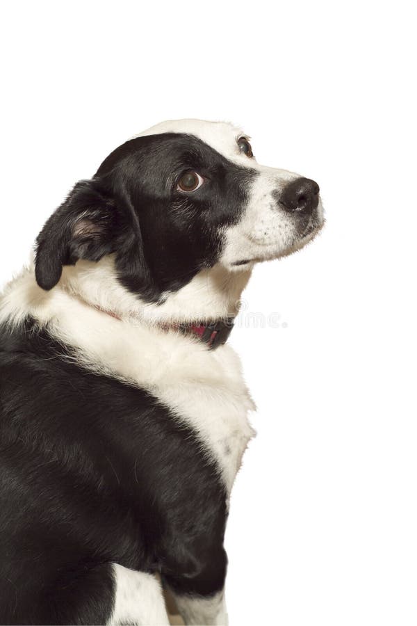 Dog looking longingly up stock photo. Image of longingly - 3406202