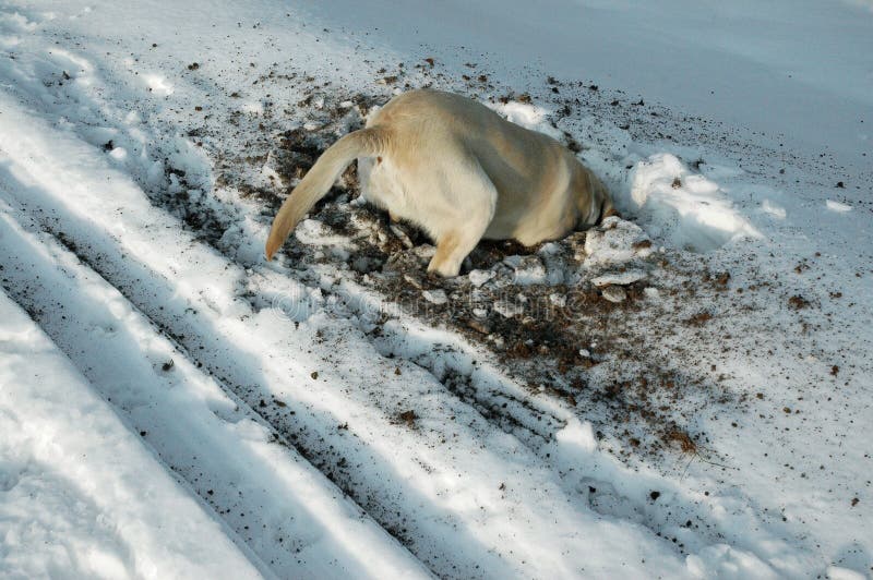 Dog Looking for Mouse Under the Snow Stock Image - Image of labrador ...