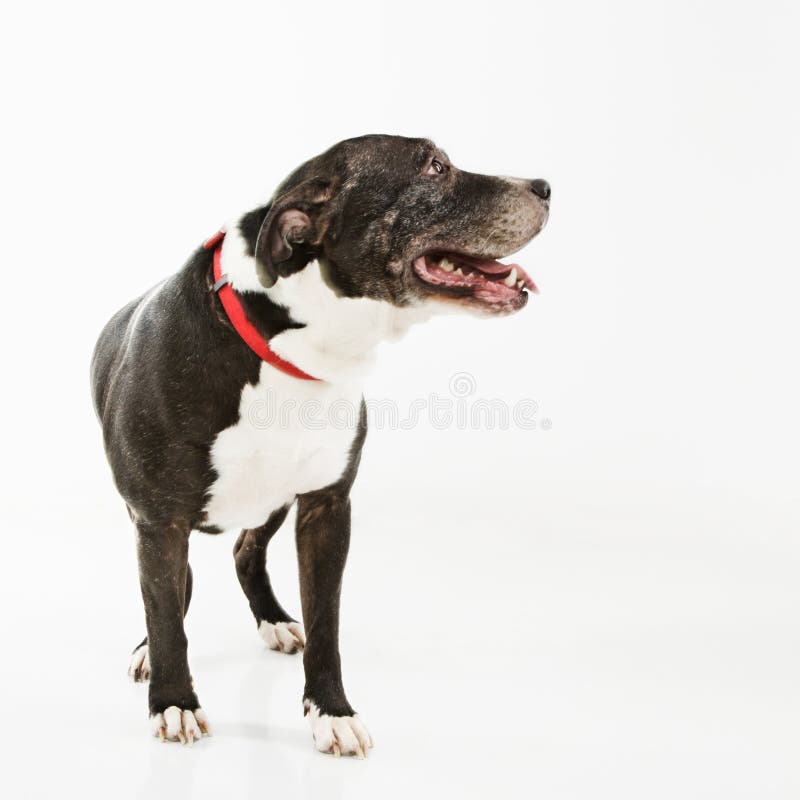 Dog looking off to side. stock image. Image of standing - 5538757