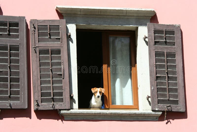 A Dog Looking Out the Window Stock Photo - Image of house, interested ...