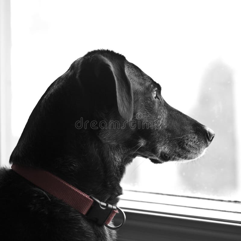 Dog looking out window stock image. Image of mutt, nose - 5981695