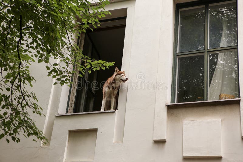 Dog looking out of window stock photo. Image of background - 45075710