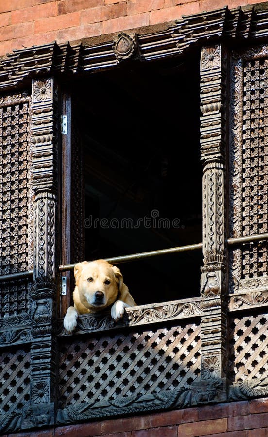 Dog Looking Out of a Window Stock Photo - Image of hanging, curious ...