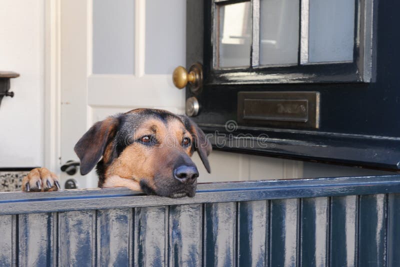 Dog is looking outside stock image. Image of outside, house - 9043265