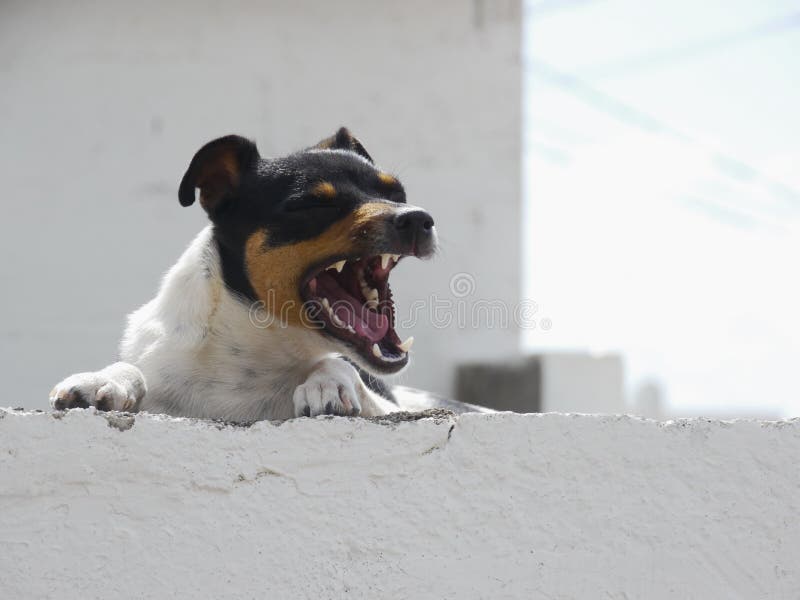 Dog looking over wall stock image. Image of young, banner - 45733919