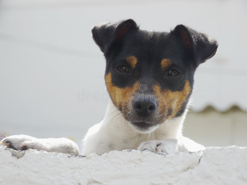 Dog looking over wall stock image. Image of french, advertisement ...