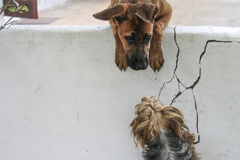 Dog Looking Over Wall To Another Dog. Stock Image - Image of animal ...