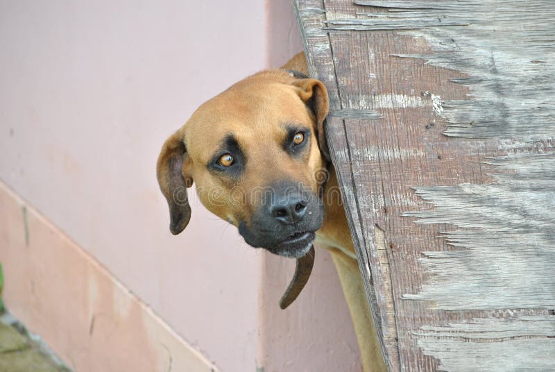 A dog looking puzzled stock photo. Image of puzzled, obedient - 85750242