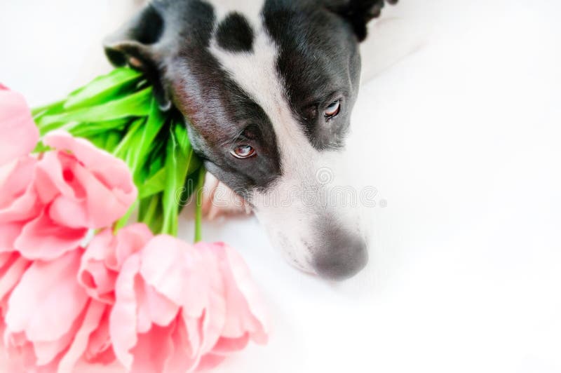 Dog looking sad stock image. Image of romance, emotion - 16239637