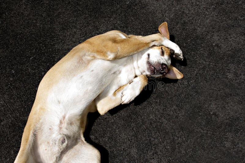 Dog Looking Sad Bored Lonely Sick. Stock Photo - Image of sadness ...