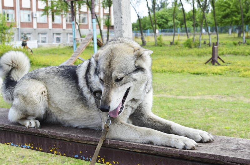 Dog looking sideways stock image. Image of animal, domestic - 55253519