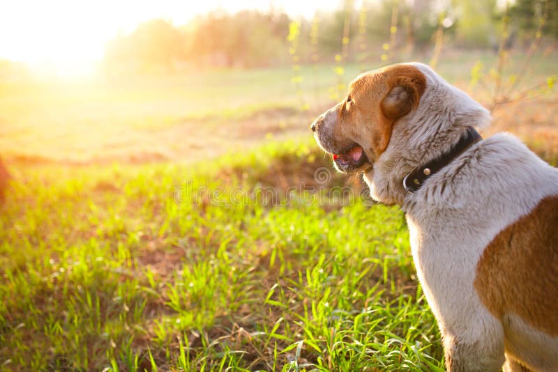 Dog looking at the sunset stock photo. Image of lake - 41902424