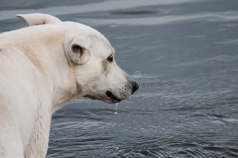 Dog Looking To the Right Side Stock Photo - Image of drinking, nose ...
