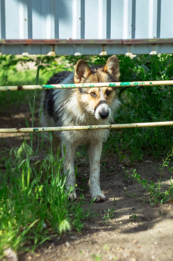 Dog Looking Under the Metal Fence. Stock Photo - Image of face, black ...