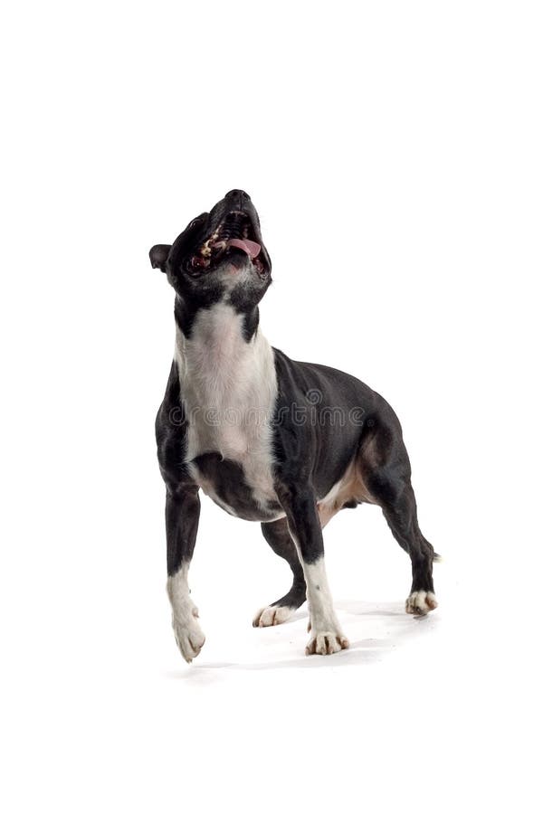 Dog looking up stock image. Image of pant, purebred, panting - 2203337