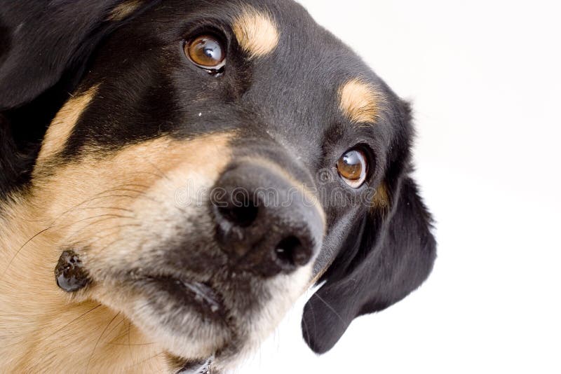 Dog looking up stock photo. Image of shepard, obedient - 358908