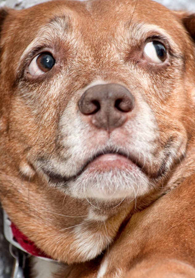 Dog looking up stock photo. Image of face, grey, brown - 171050248