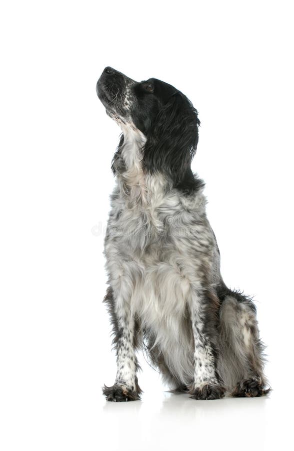 Obedient Cocker Spaniel Looking Up Stock Photo - Image of fluffy ...