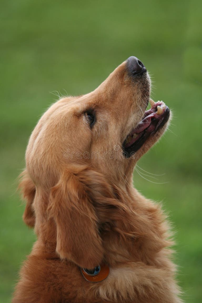 2,257 Animals Master Stock Photos - Free & Royalty-Free Stock Photos ...