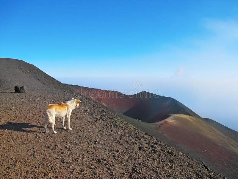 Dog Looking at Volcano Crater Stock Photo - Image of basin, altitude ...